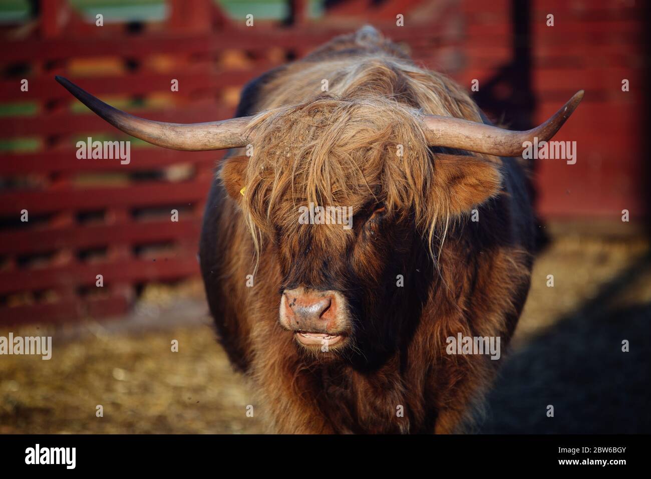 Finland cow hi-res stock photography and images - Alamy