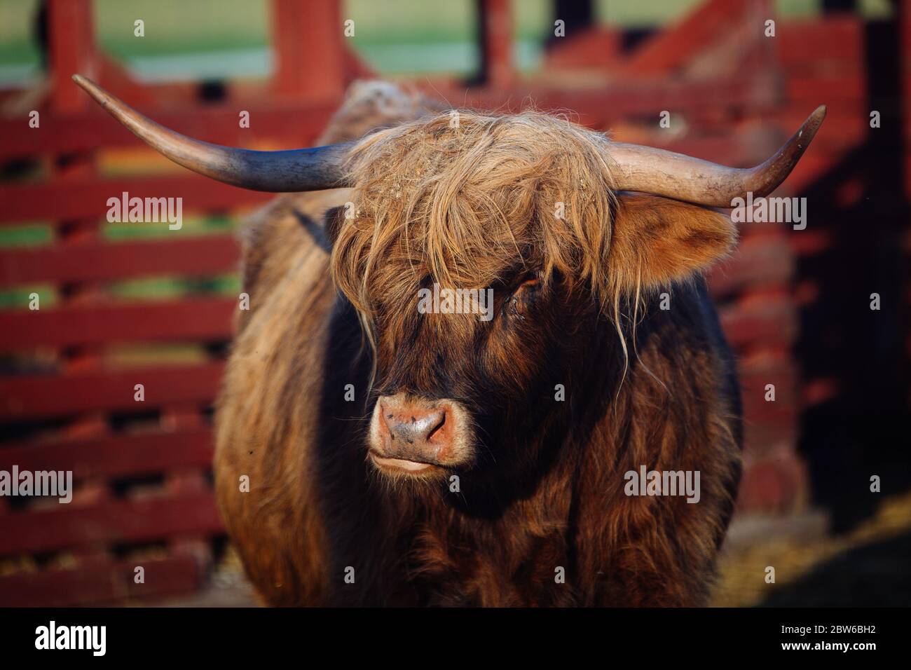Bull at rural Helsinki, Finland Stock Photo - Alamy