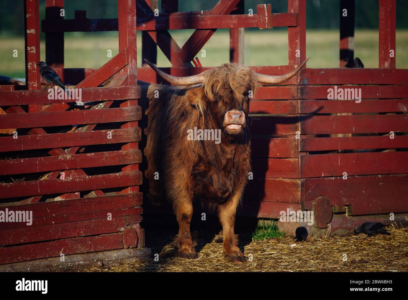 Finland cow hi-res stock photography and images - Alamy
