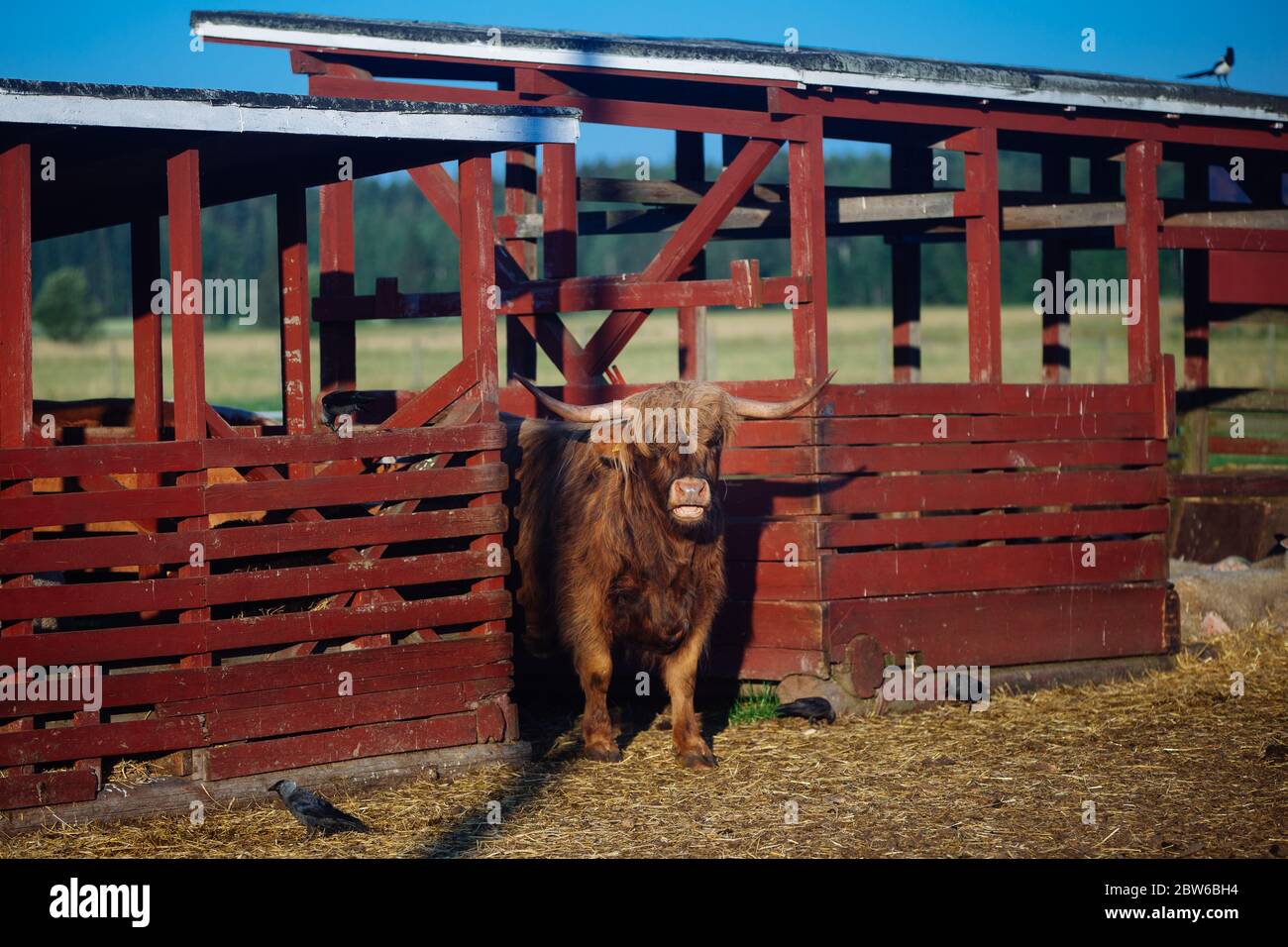 Angry looking bull hi-res stock photography and images - Alamy