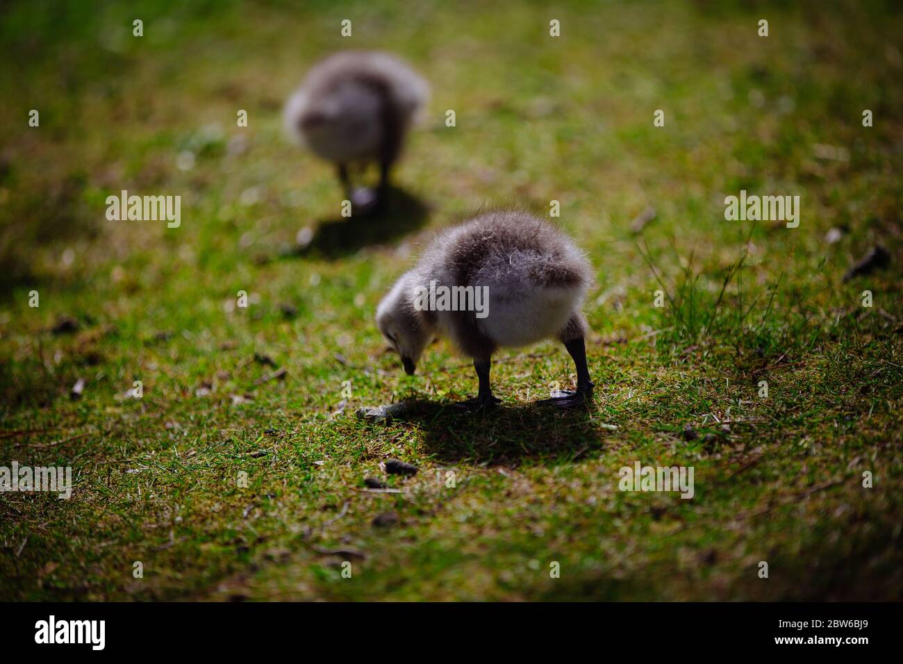 Baby ducks from behind Stock Photo - Alamy