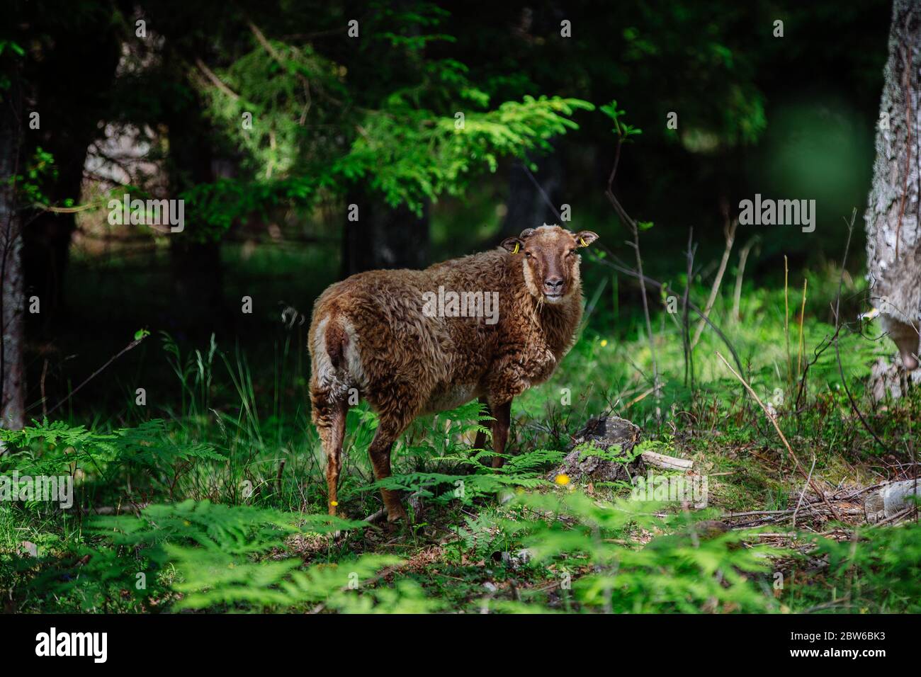 Sheep on Aland Islands, Finland Stock Photo - Alamy