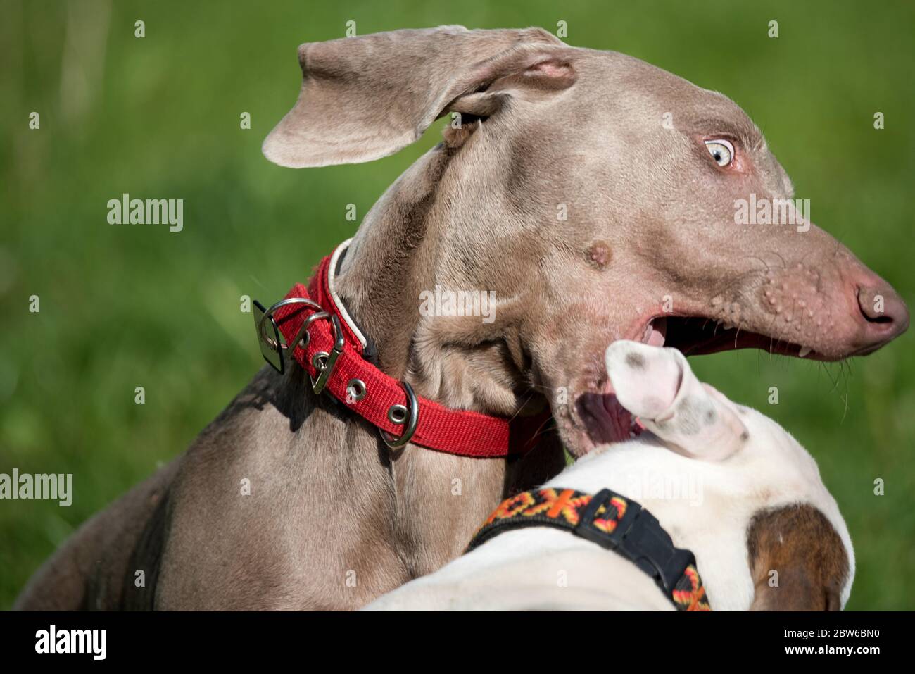 Weimaraner Pitbull Puppies