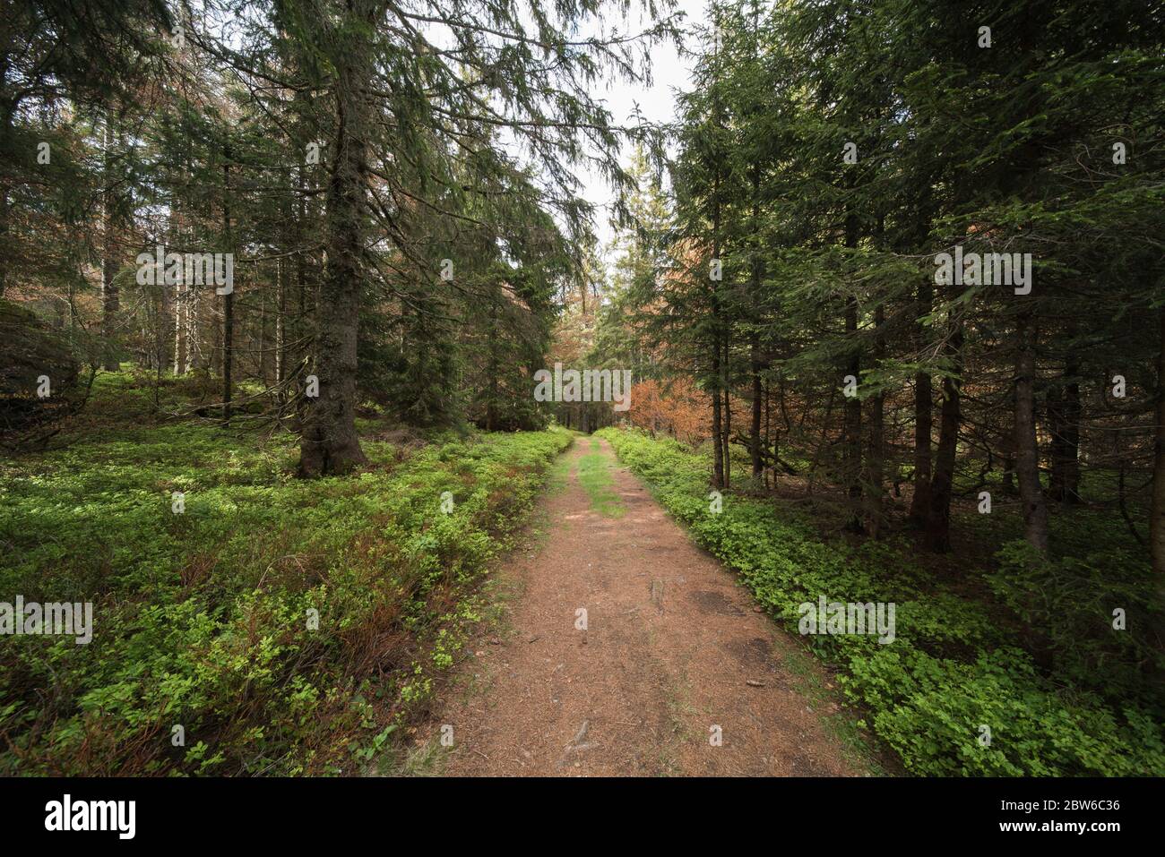 Beautiful path in the Black Forest, Germany through the forest with ...