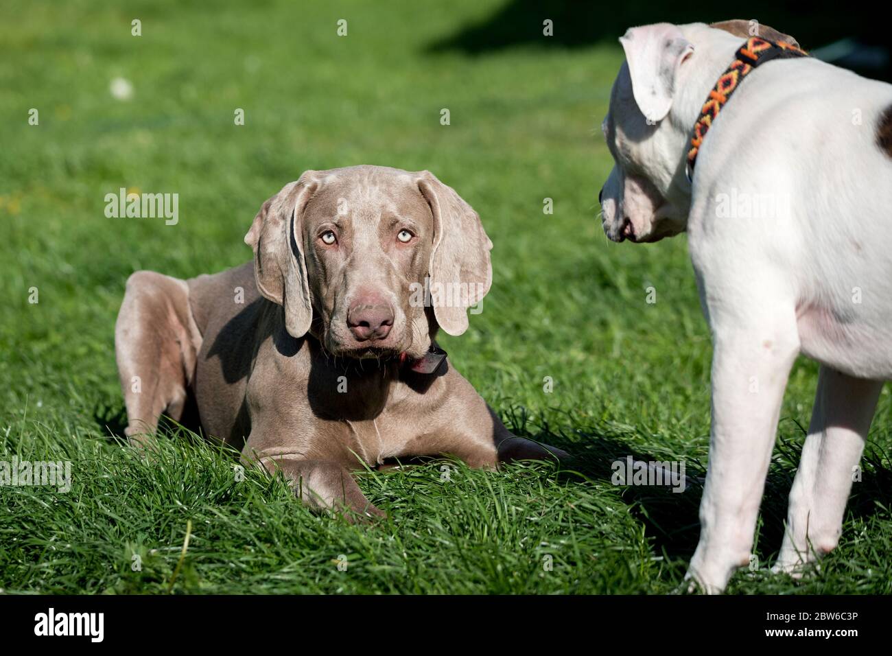 Dog fun. Two young Weimaraner and Pitbull dogs in play. Socialization ...