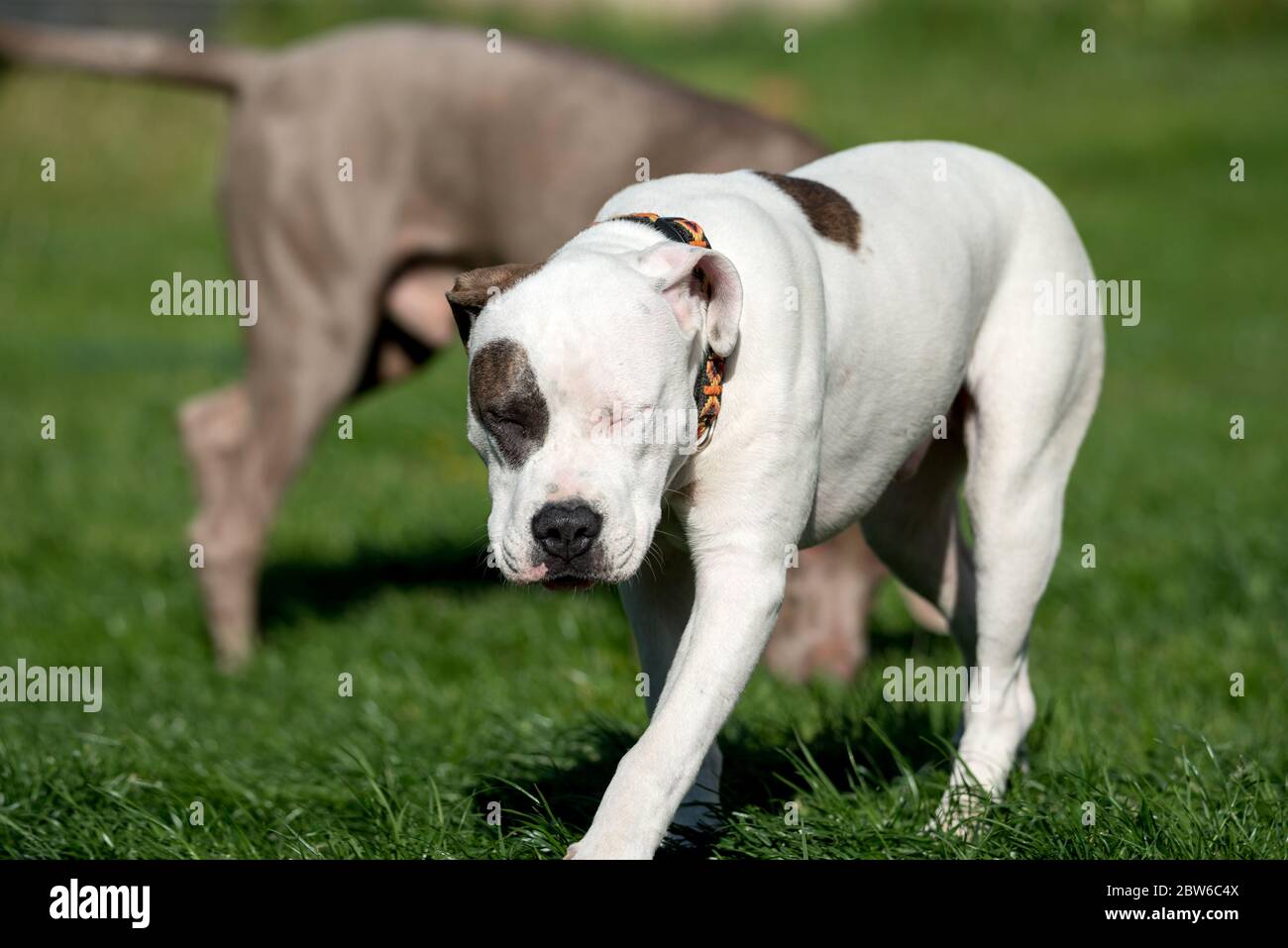 Pitbull biting hi-res stock photography and images - Alamy