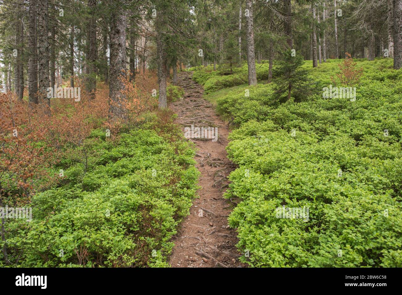 Beautiful path in the Black Forest, Germany through the forest with ...