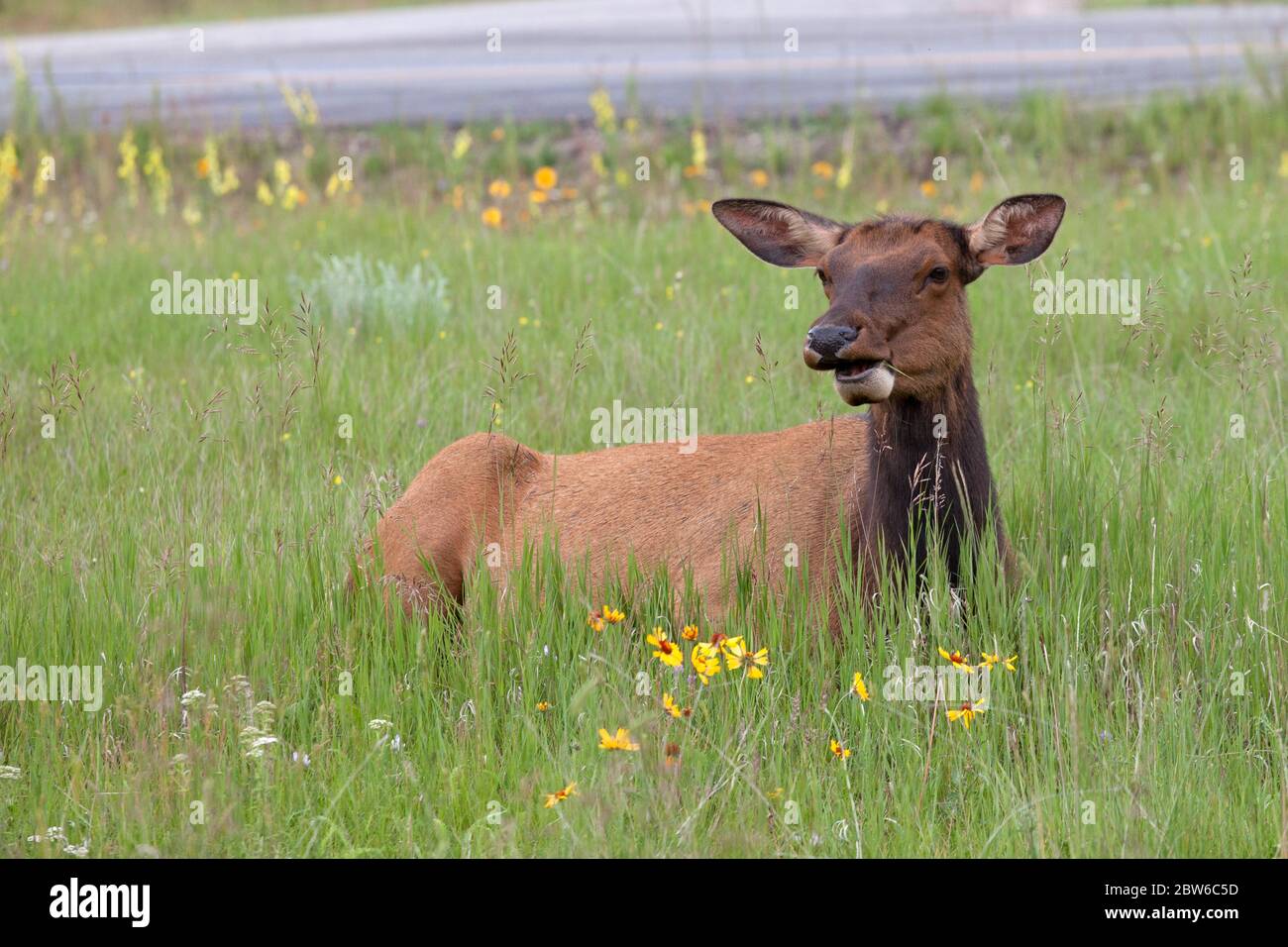 Canadian grass hi-res stock photography and images - Alamy