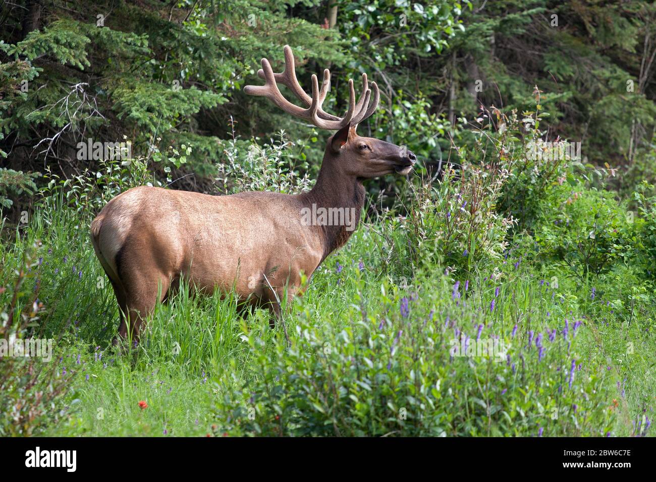 Mammals elk horns hi-res stock photography and images - Alamy