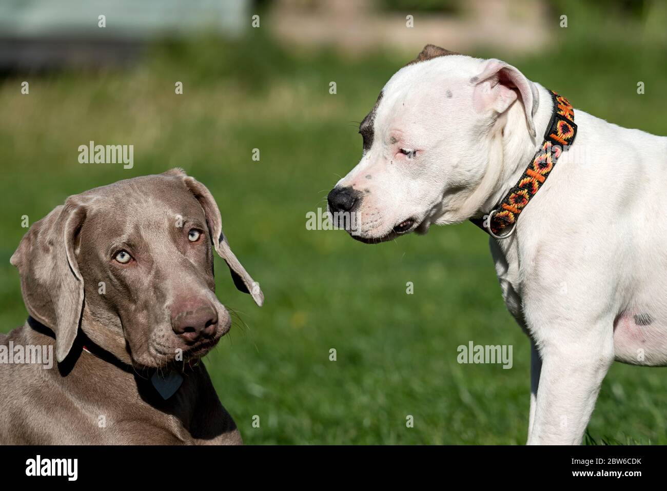 Weimaraner Pitbull Mix HOME