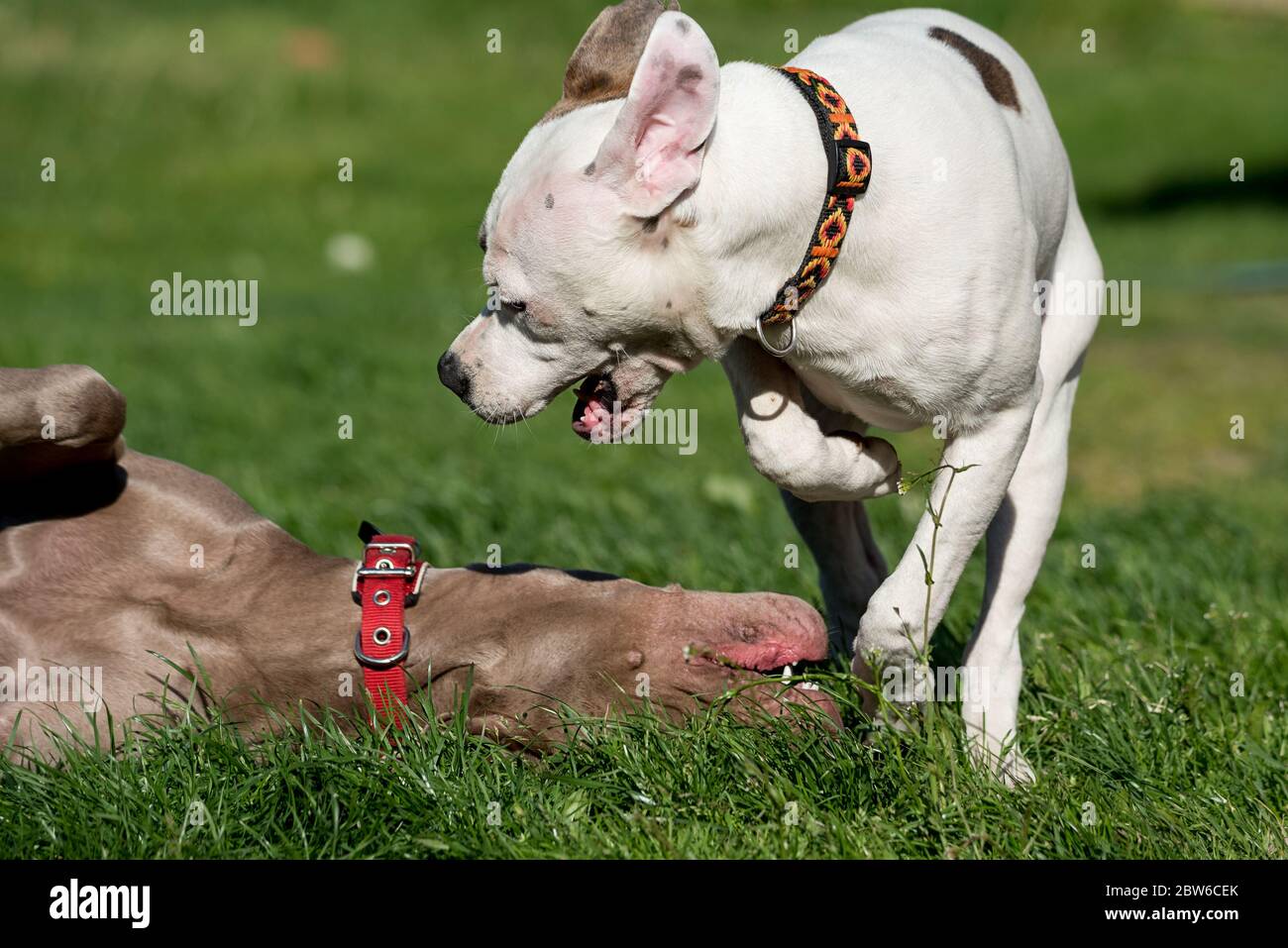 Dog fun. Two young Weimaraner and Pitbull dogs in play. Socialization ...