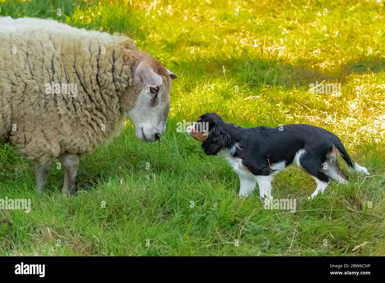 a sheep and a small dog face to face and look at each other Stock Photo ...