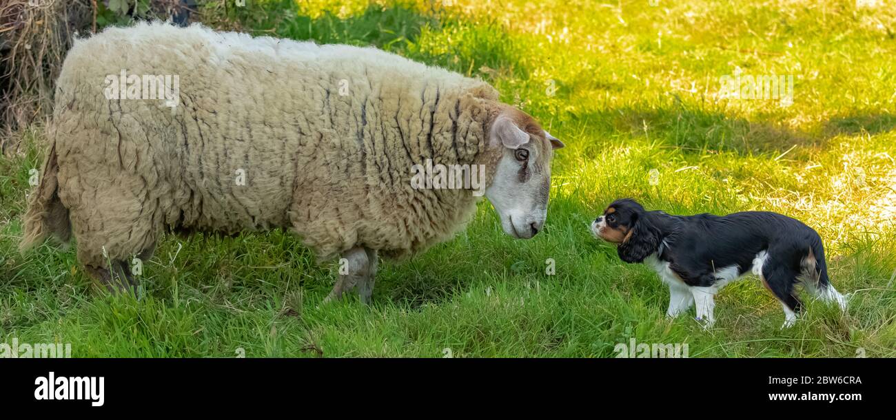 a sheep and a small dog face to face and look at each other Stock Photo ...