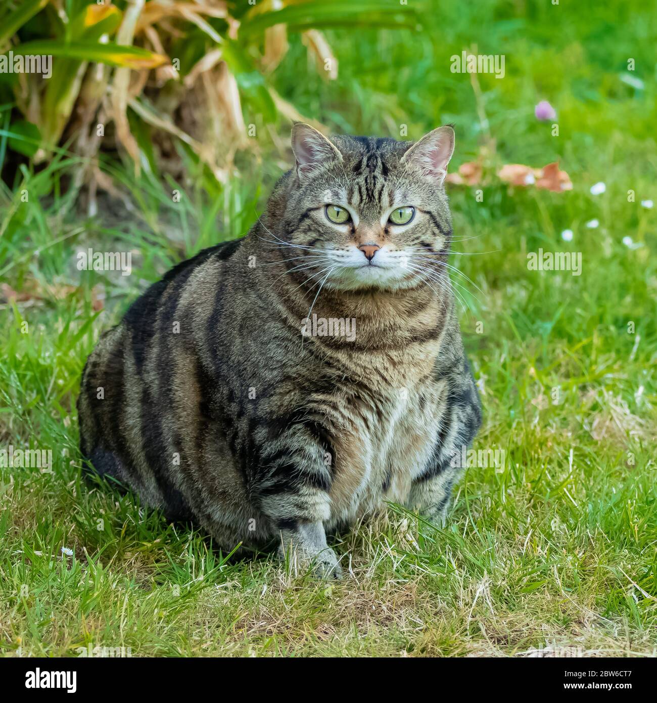 A fat cat standing in the garden, funny animal Stock Photo - Alamy