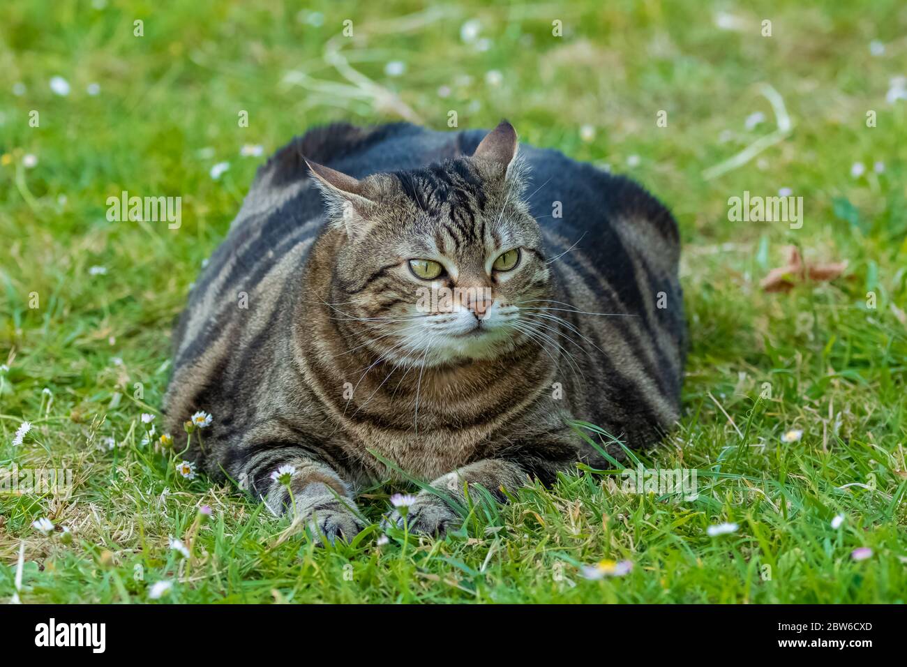 Funny fat cat breed hi-res stock photography and images - Alamy