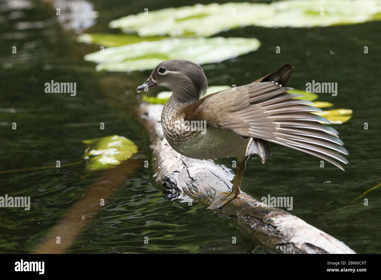 Mandarin duck wing stretching hi-res stock photography and images - Alamy