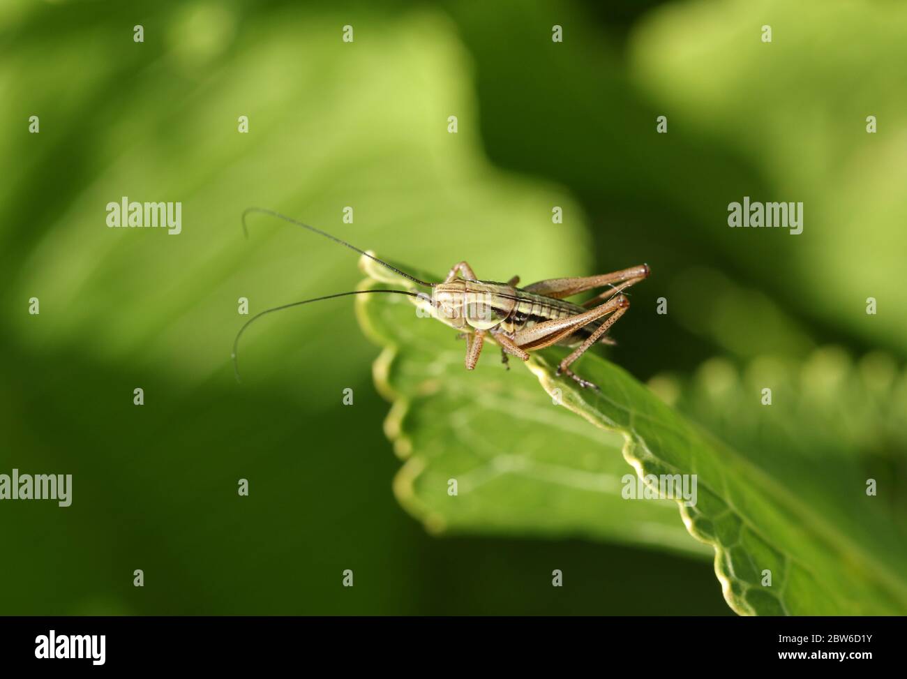 Cricket cute antenna hi-res stock photography and images - Alamy