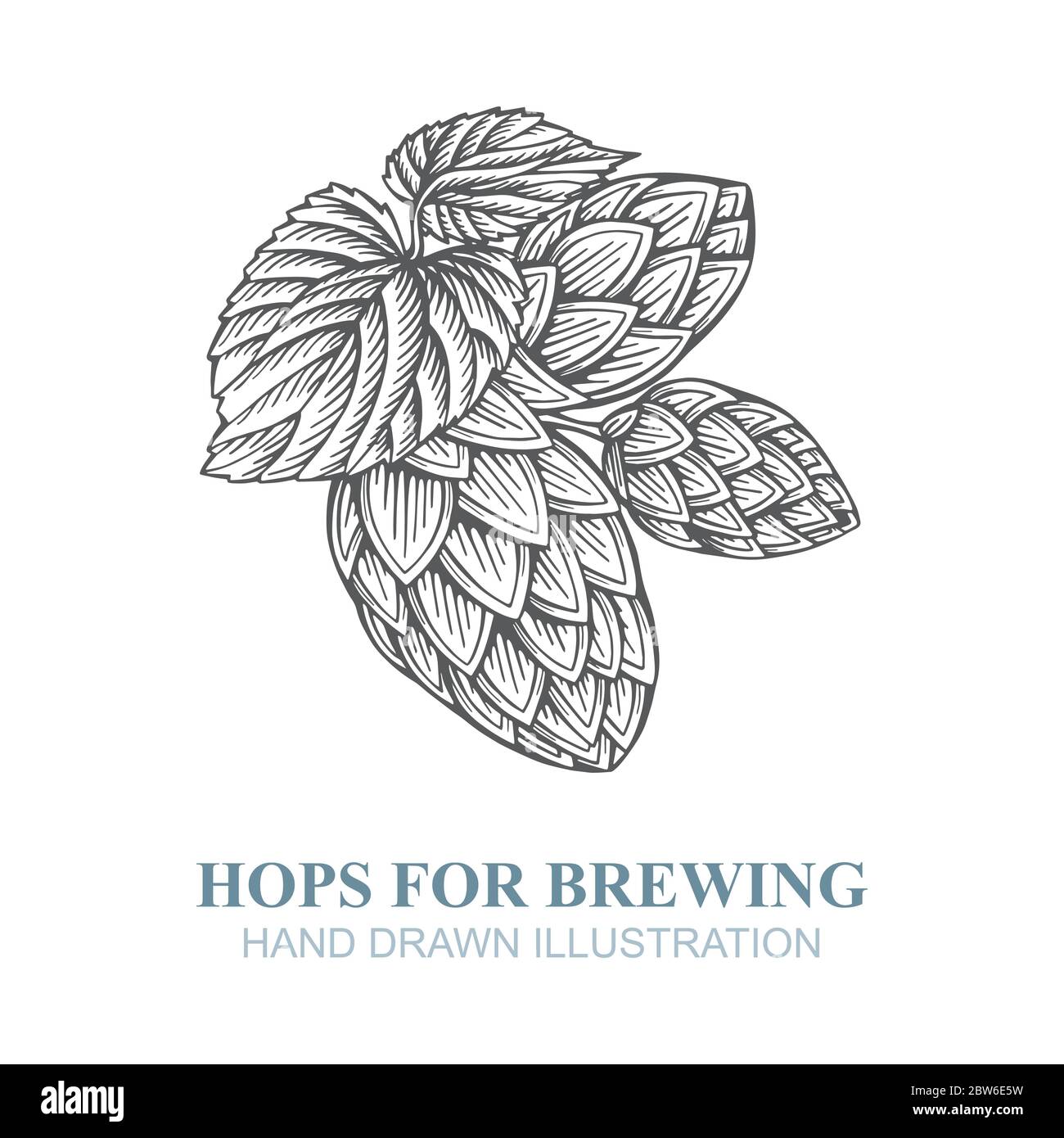 Branch of hops. Engraving style hand drawn branch of hops. Hop sketch ...