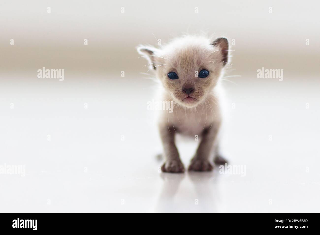 Cute Baby Siamese Kittens