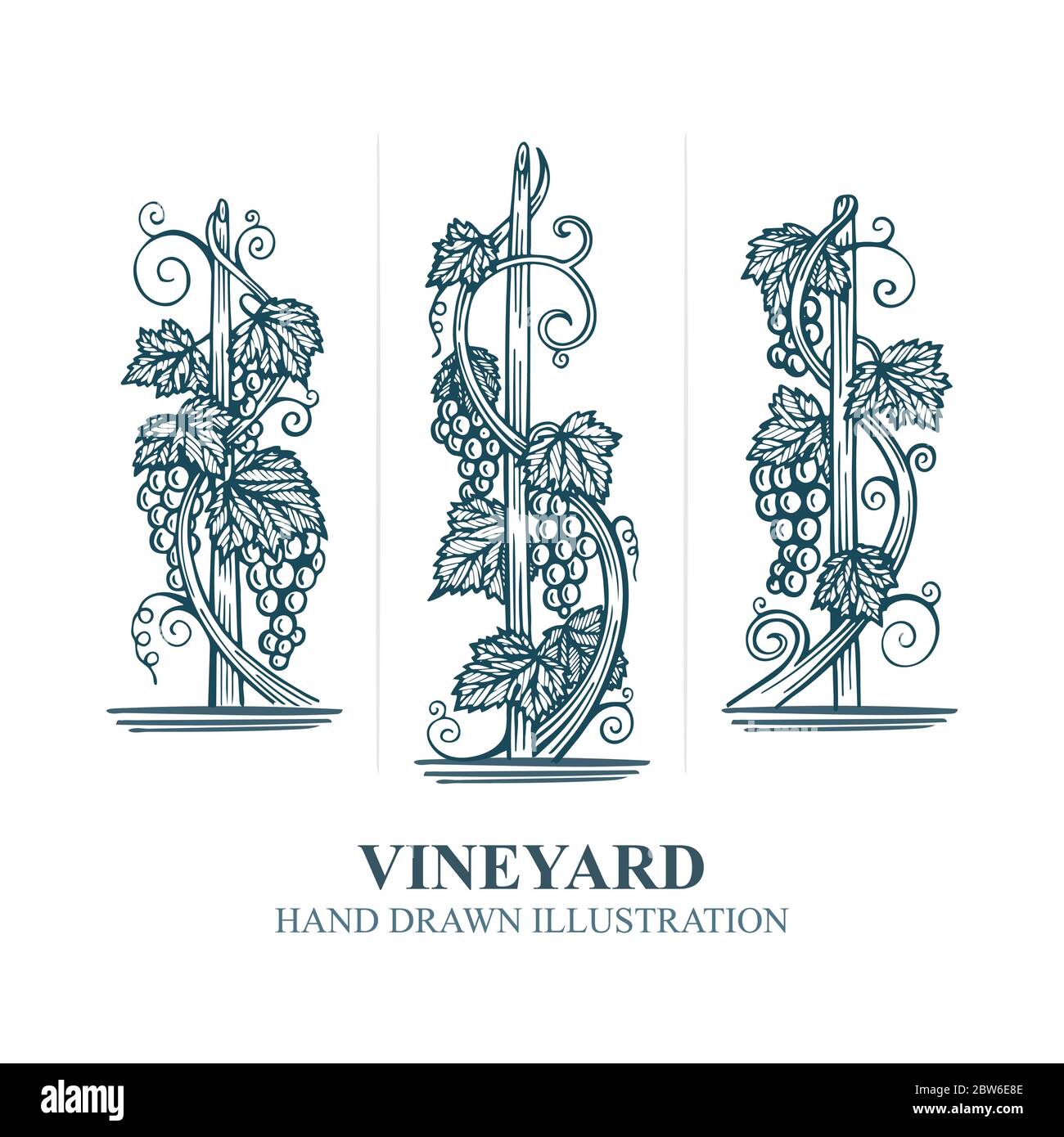 Grapes in vineyard. Hand drawn vine and grape bunch engraving style ...