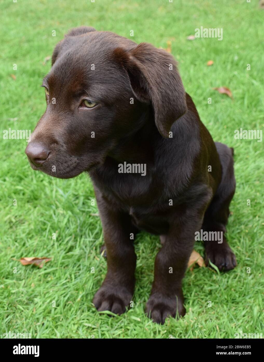 Adorable chocolate Labrador puppy Stock Photo - Alamy