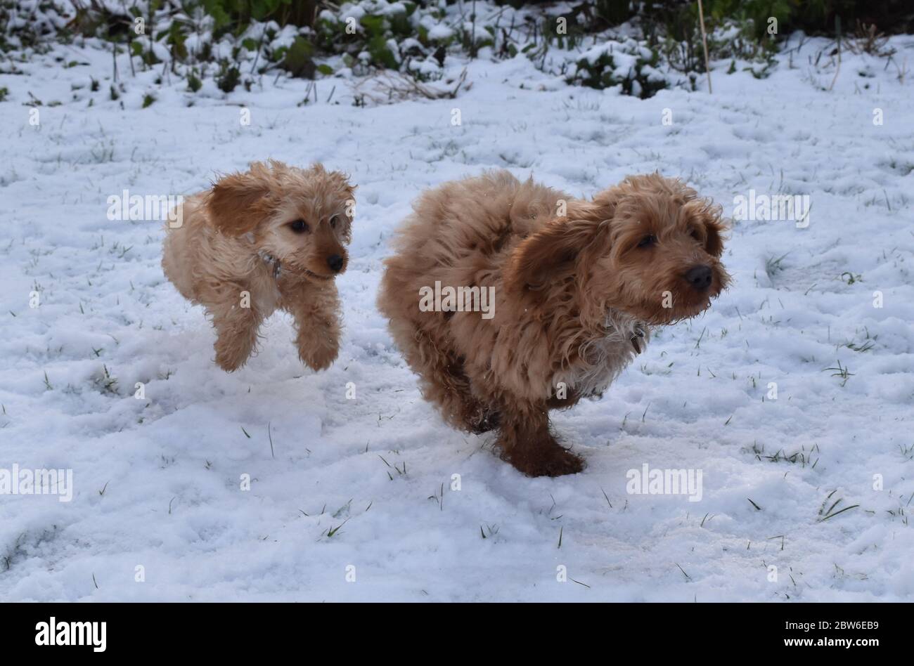 Cockapoo puppies hi-res stock photography and images - Alamy