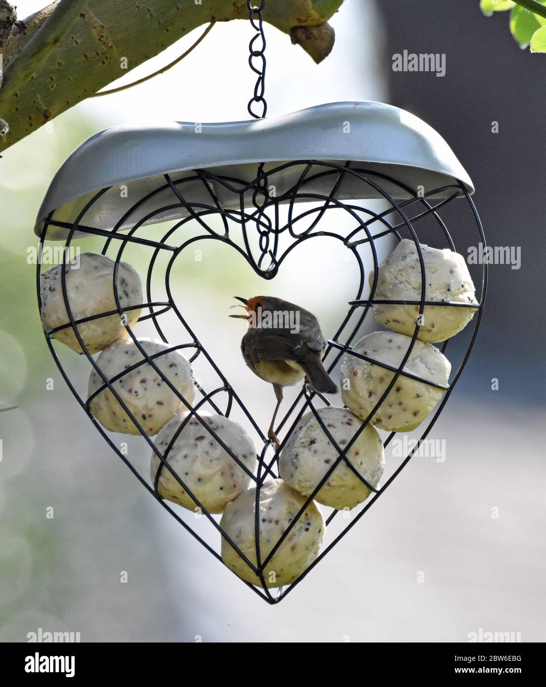 Fat robin hi-res stock photography and images - Alamy