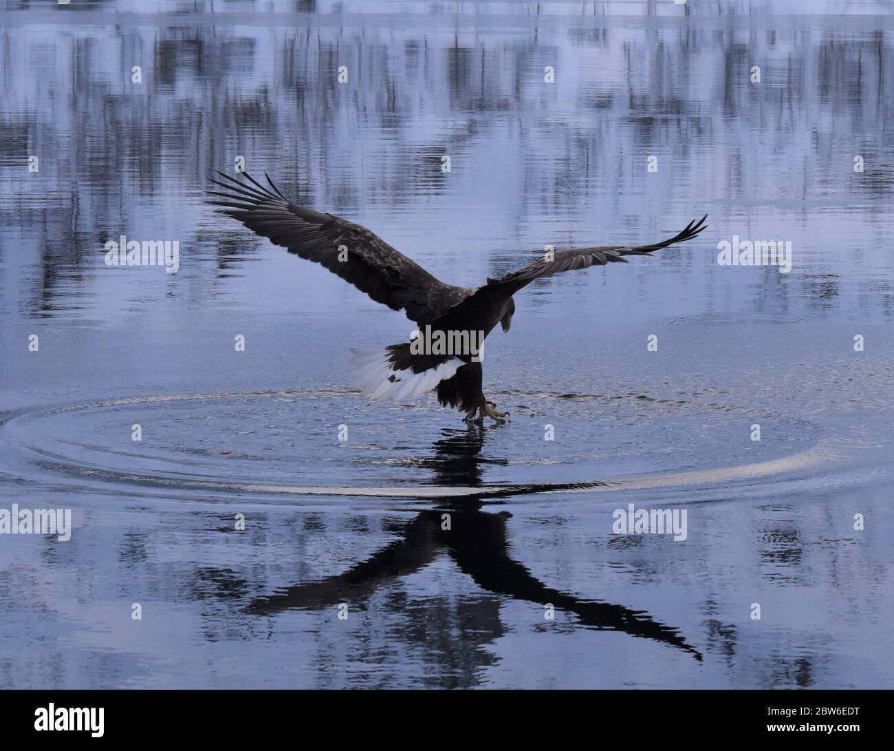 Swooping eagle hi-res stock photography and images - Alamy