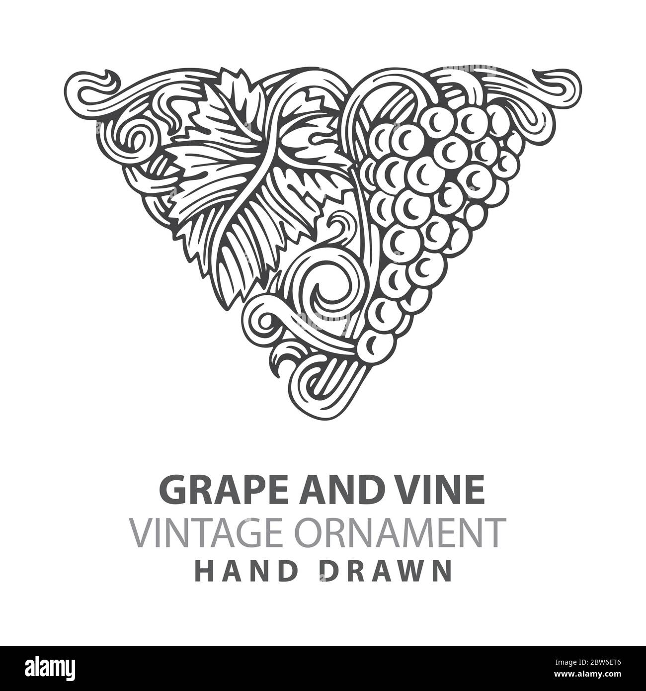 Grape. Grape bunch and vine hand drawn vector illustration. Grape and ...