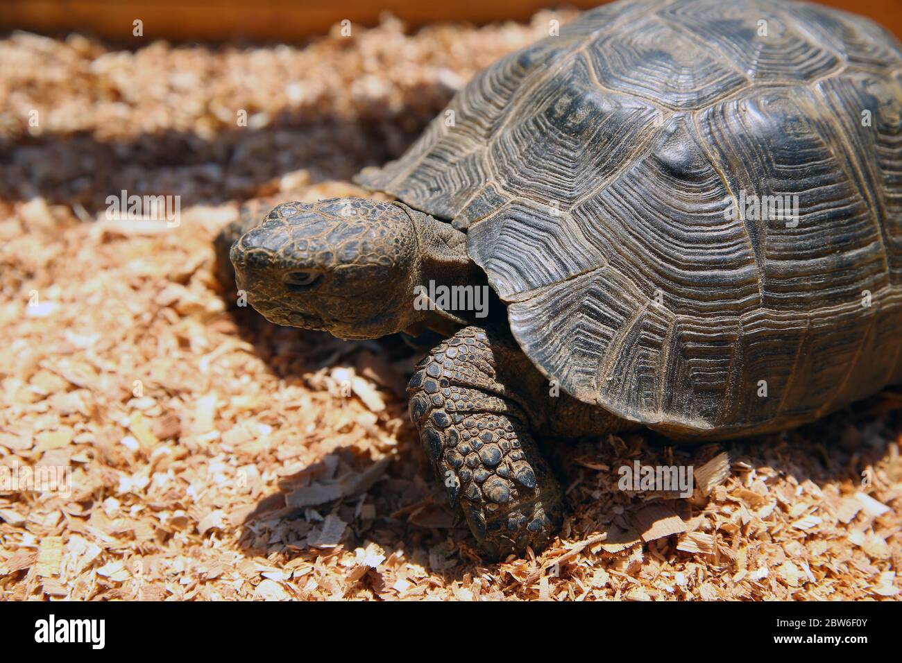 A turtle sitting in a dirty cage outside a visitor's center . Feeding ...