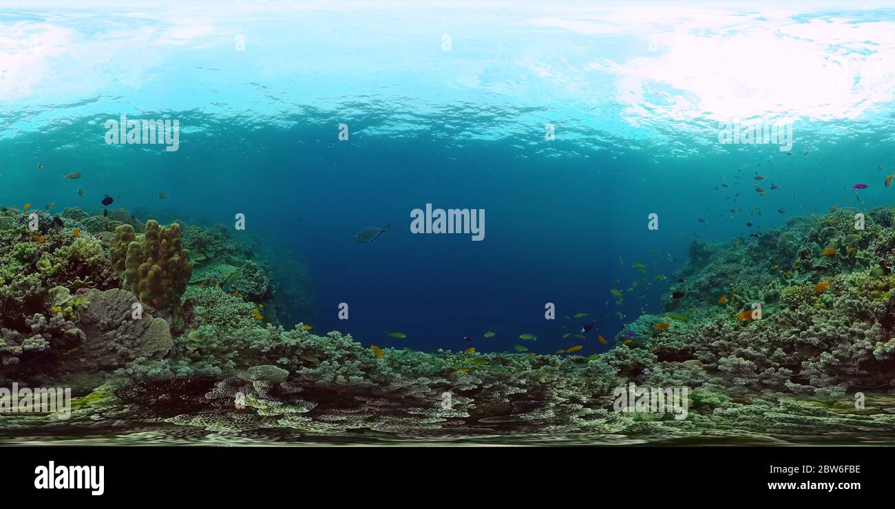 Coral reef underwater with fishes and marine life. Coral reef and ...