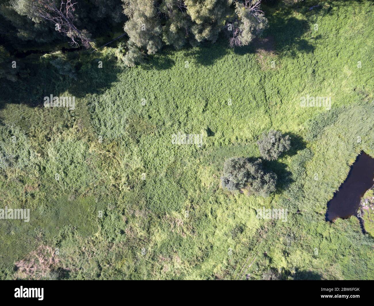 wild field, view from above Stock Photo - Alamy