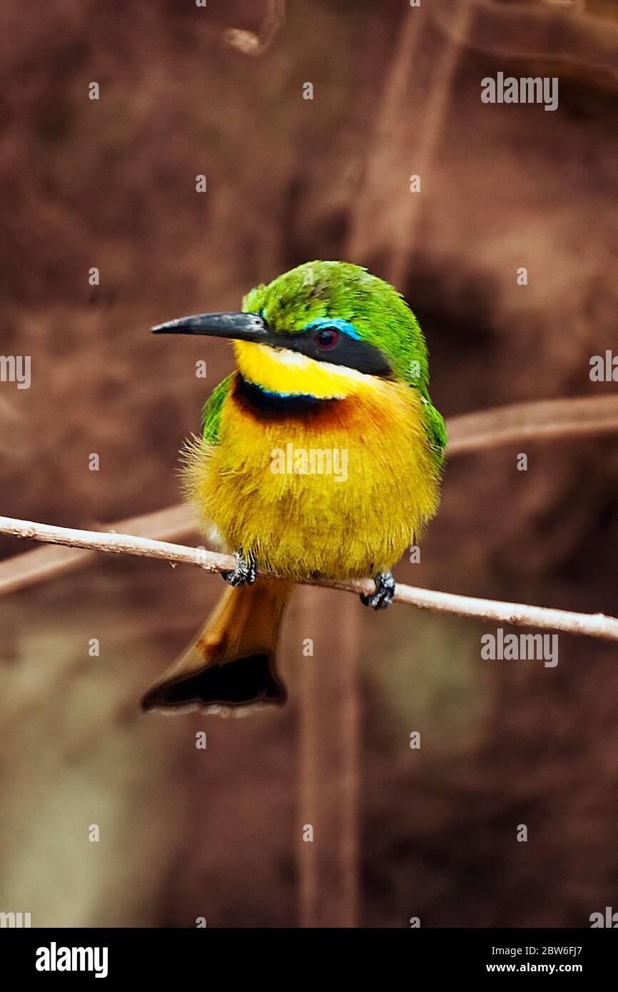 Swallow-tailed bee eater (Meropidae) photographed in the Lake Manyara ...