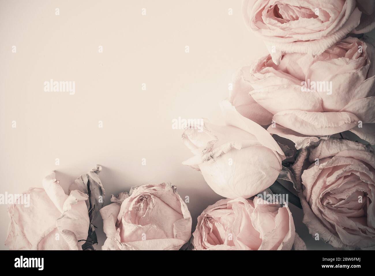 Delicate background with faded roses in vintage style Stock Photo - Alamy