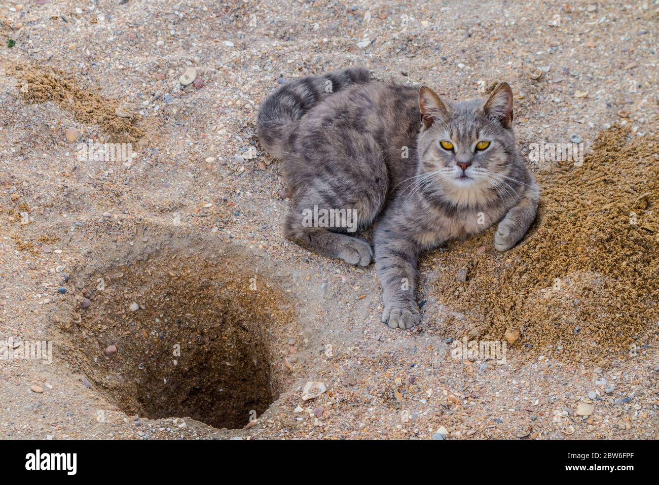 Wild cat lies on the sand next to a deep dug pit. View from above Stock ...