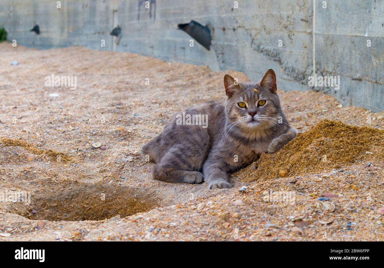 Wild cat lies on the sand next to a deep dug pit Stock Photo - Alamy