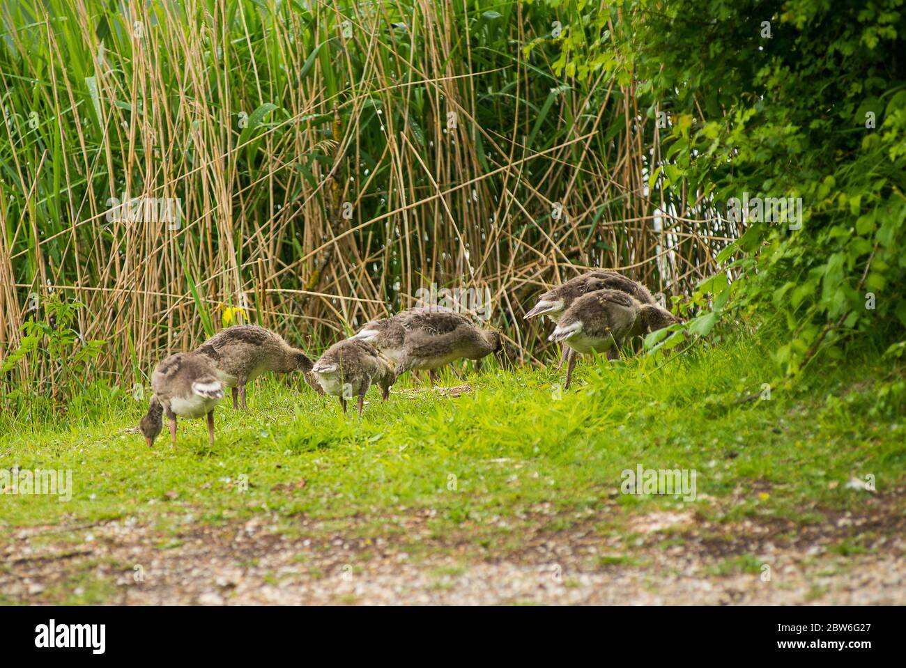 Funny babies group eating hi-res stock photography and images - Alamy
