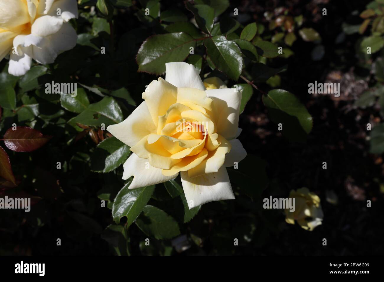 A charming little Canadian rose Stock Photo - Alamy
