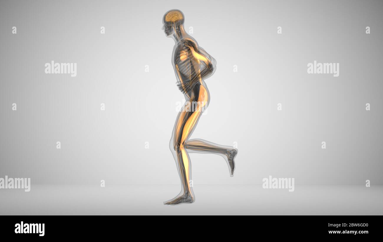 Human muscle moving anatomy hi-res stock photography and images - Alamy