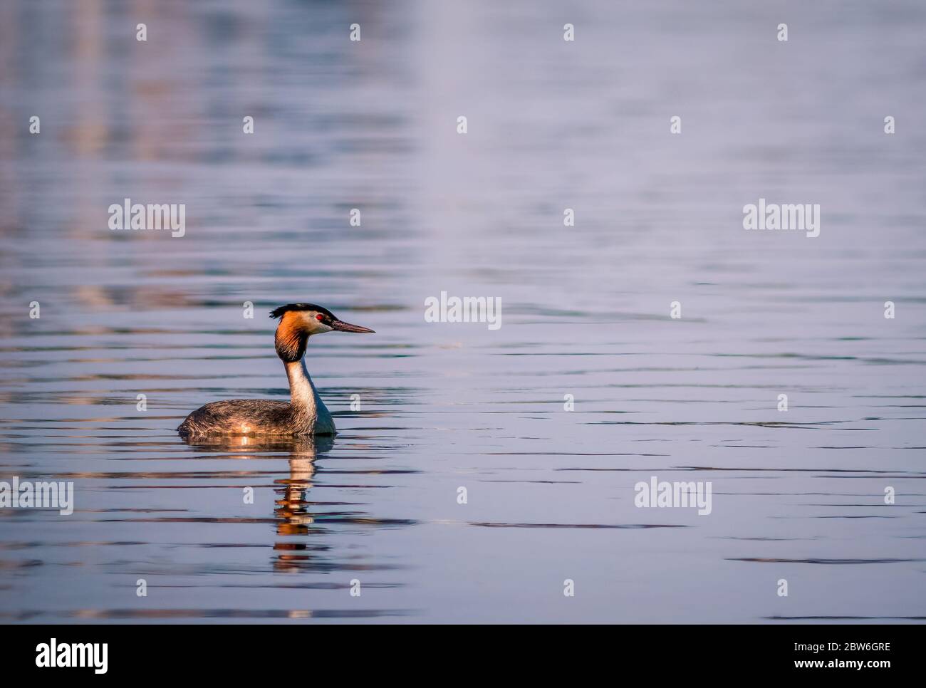 Graceful grebes swimming hi-res stock photography and images - Alamy