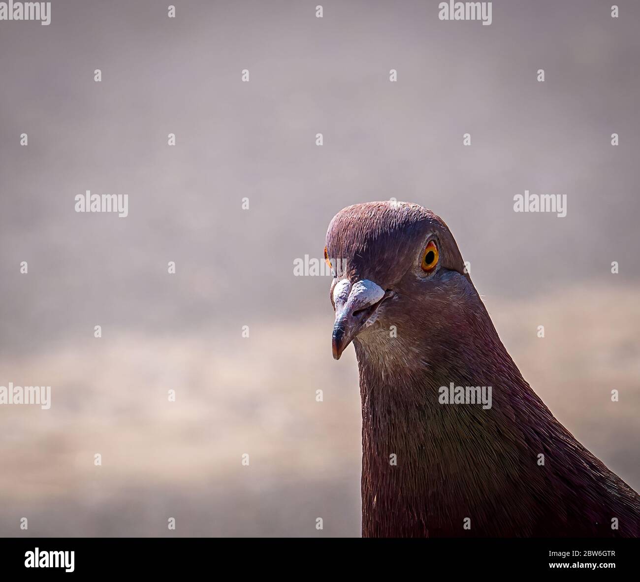 Close up of a feral pigeon (Columba livia domestica) or city dove with ...