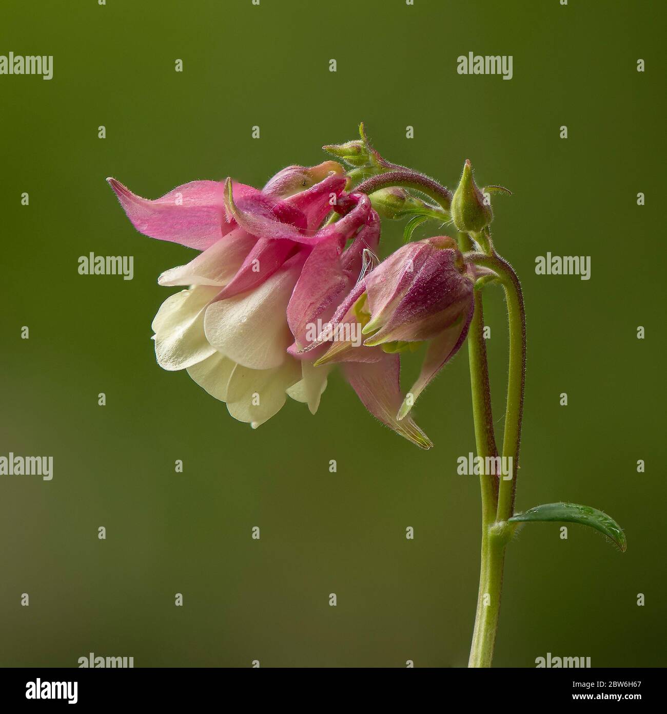 Aquilegia vulgaris sp, garden variety portrait, Dumfries, SW Scotland ...