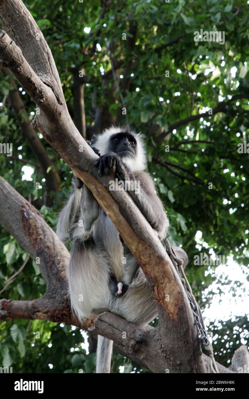 Semnopithecus Entellus, Gray Langur, Common Hanuman Langur, India, Asia ...