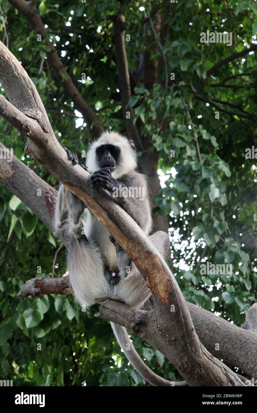 Semnopithecus Entellus, Gray Langur, Common Hanuman Langur, India, Asia ...