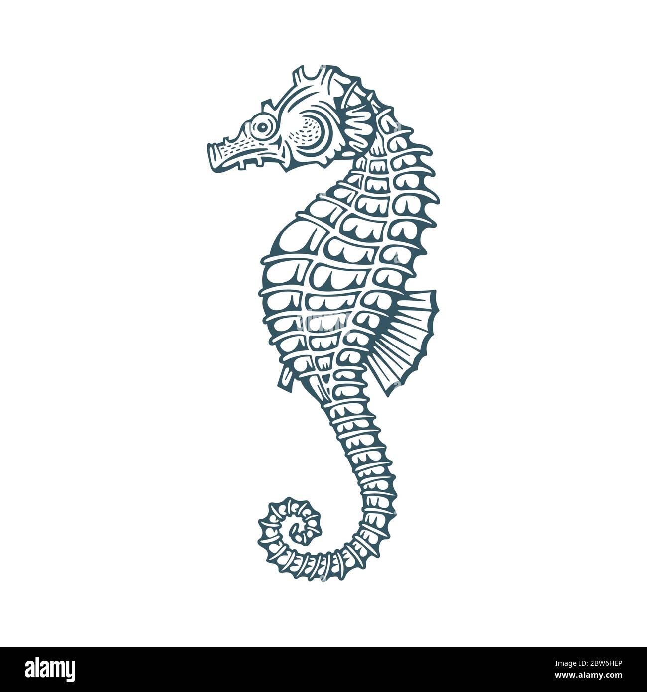 Seahorse. Seahorse hand drawn vector illustration Stock Vector Image ...