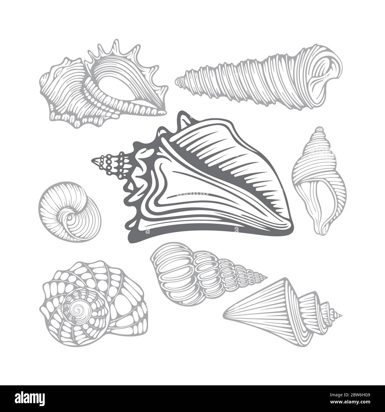 Seashells. Different sea shells hand drawn vector illustrations set ...