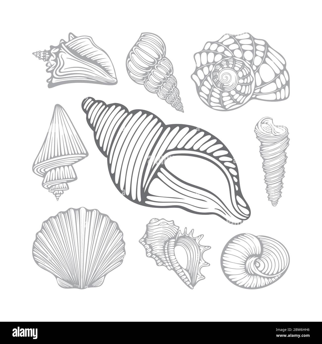 Seashells. Different sea shells hand drawn vector illustrations set ...
