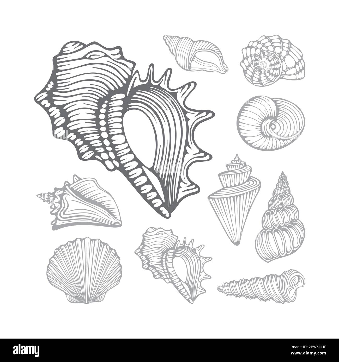 Seashells. Different sea shells hand drawn vector illustrations set ...