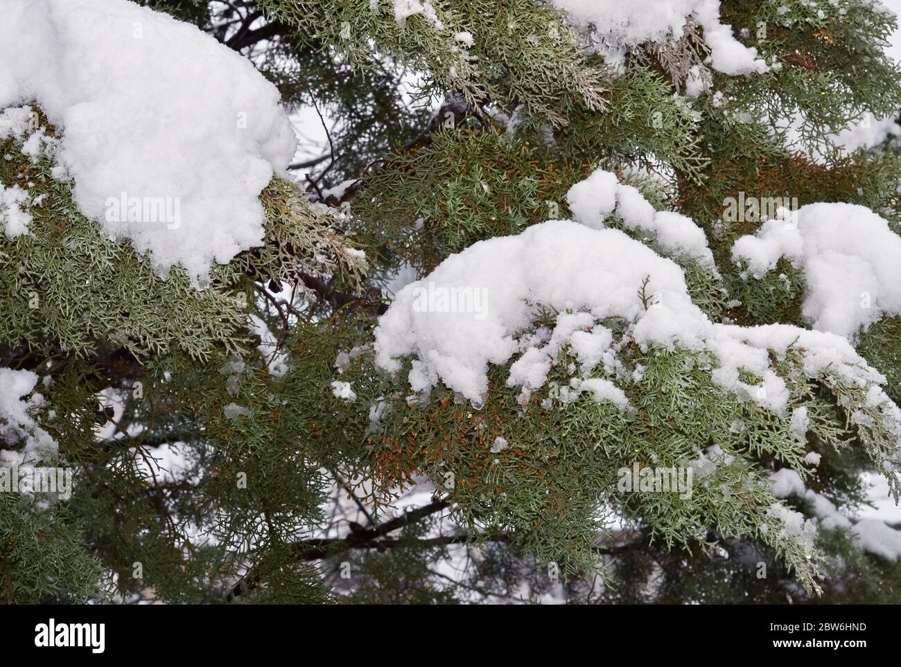 Detail of a branch of coniferous tree covered with fresh snow Stock ...