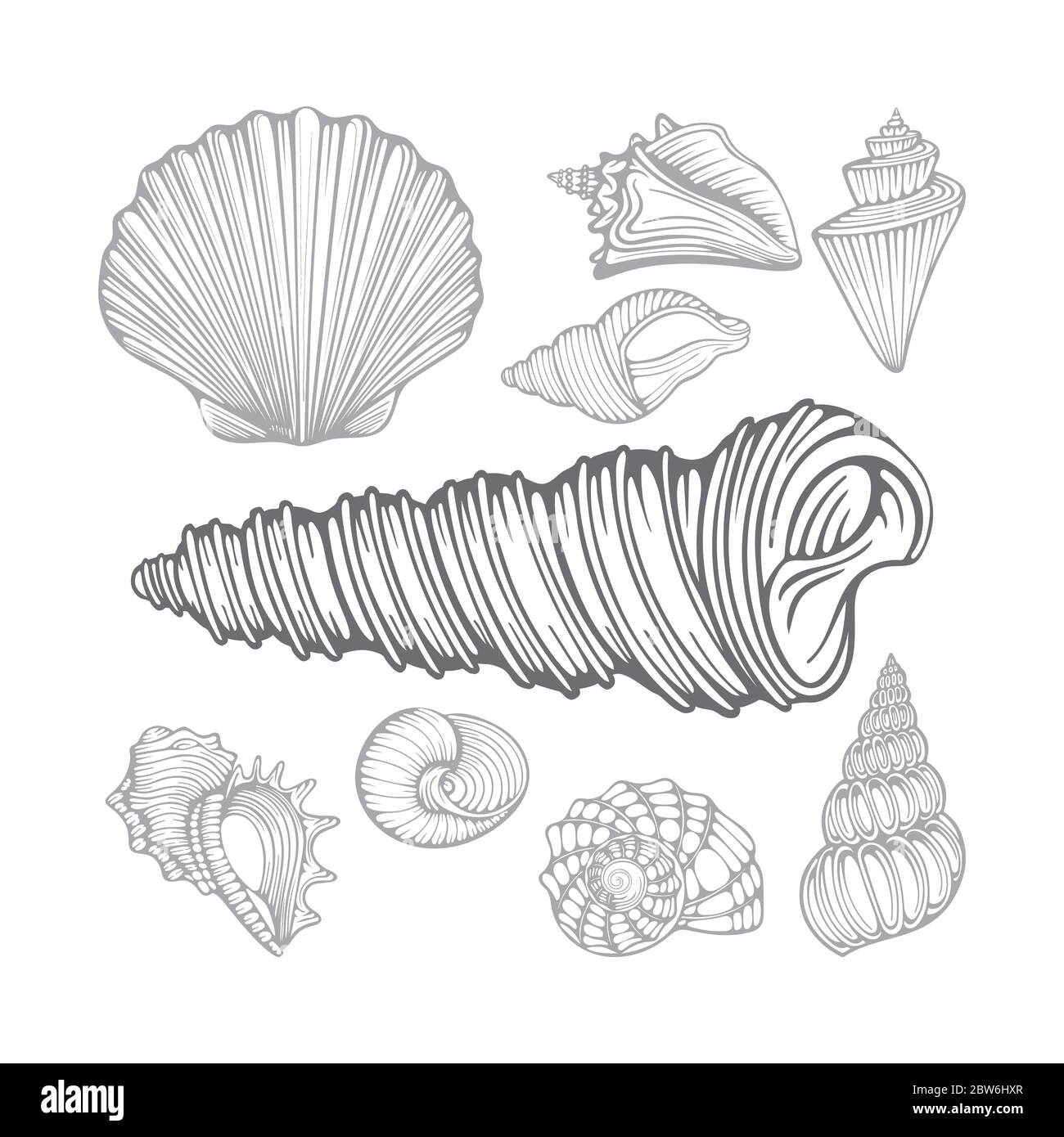 Seashells. Different sea shells hand drawn vector illustrations set ...